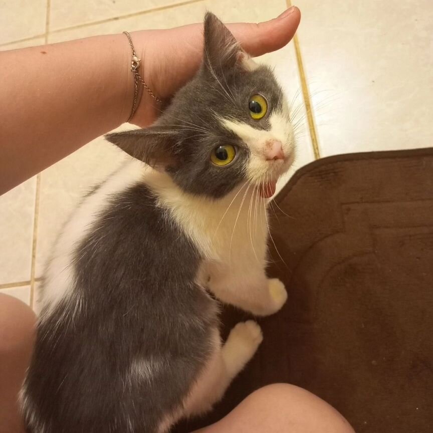 Котята отдам в добрые руки бесплатно