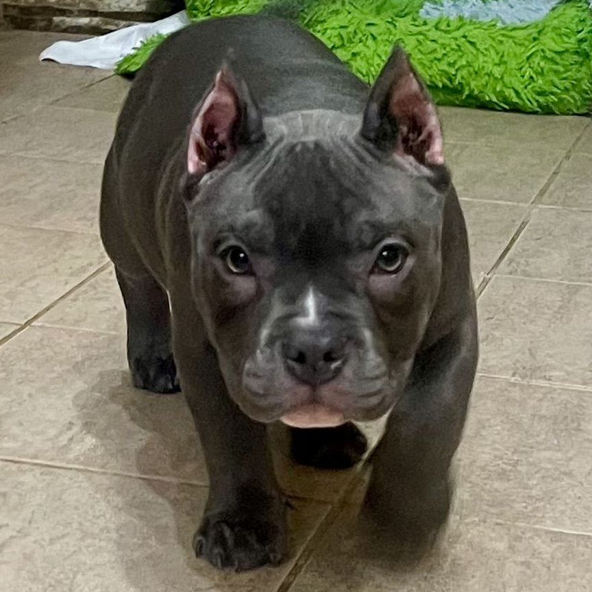 Американский булли, щенок