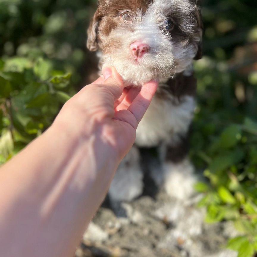 Эксклюзив Тедди мальтипу