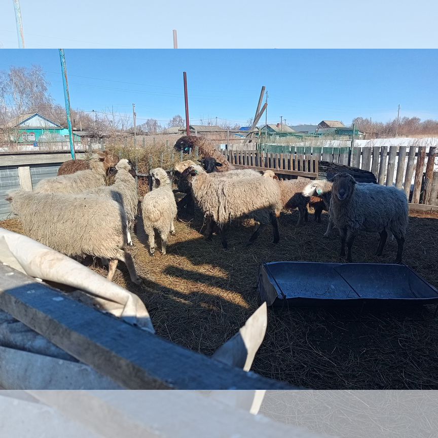 Овцы на племя