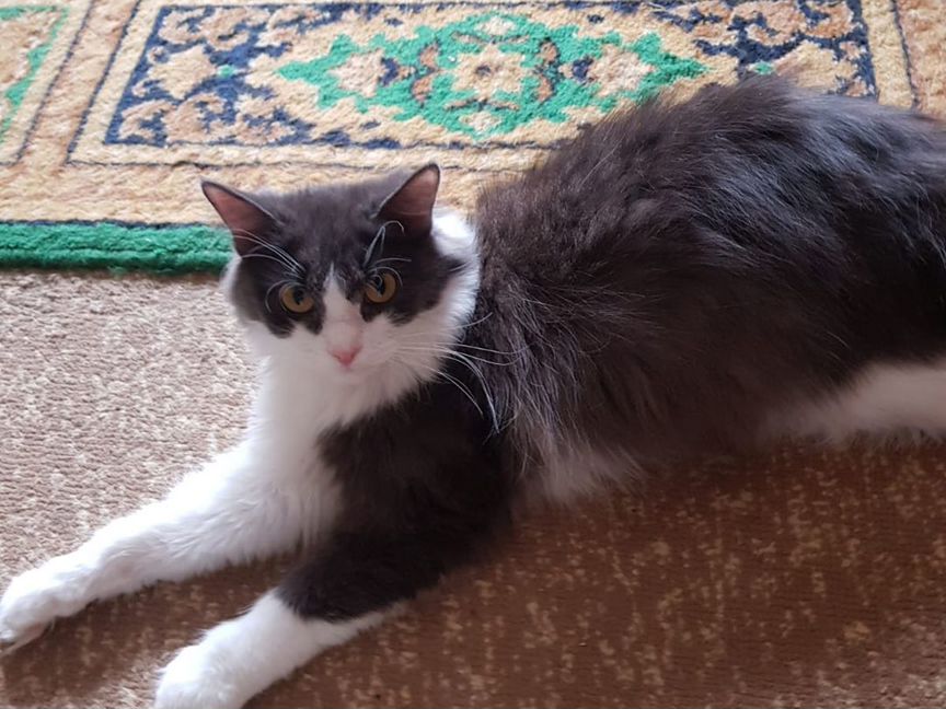 Отдам в добрые руки