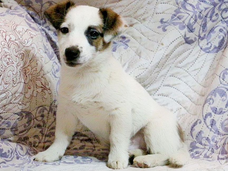 Продается кобель Джек Рассел терьер