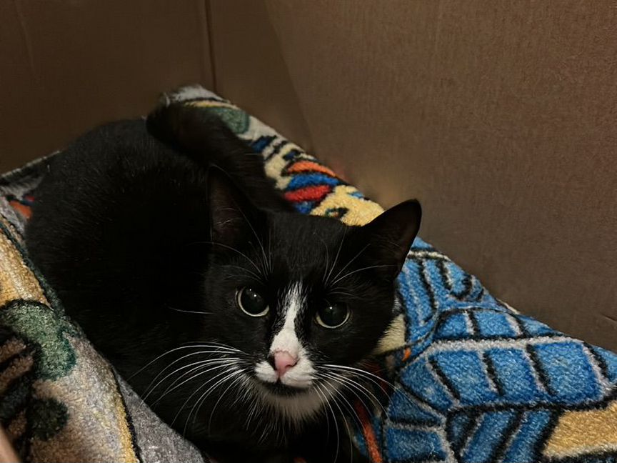 Кошечка в добрые руки