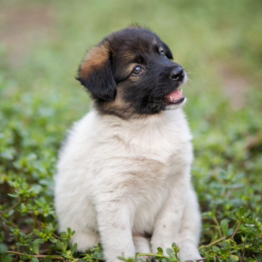 Сладкая булочка Руна ищет дом