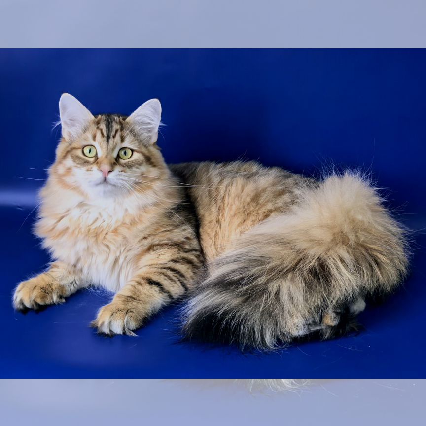 Сибирские котята питомник