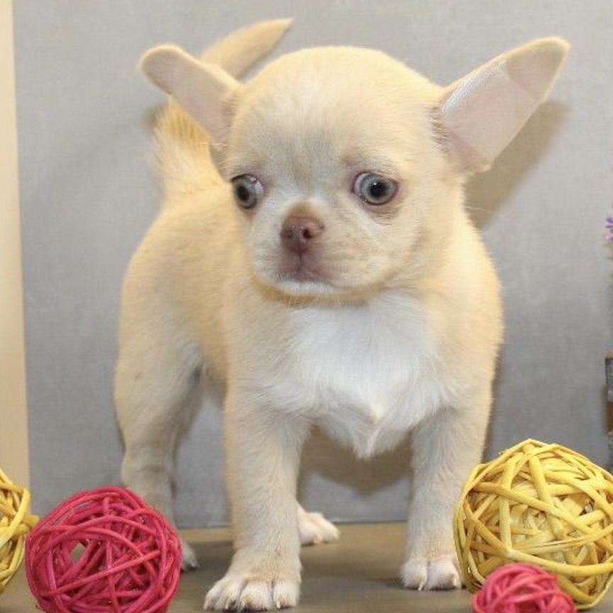 Чихуахуа щенки