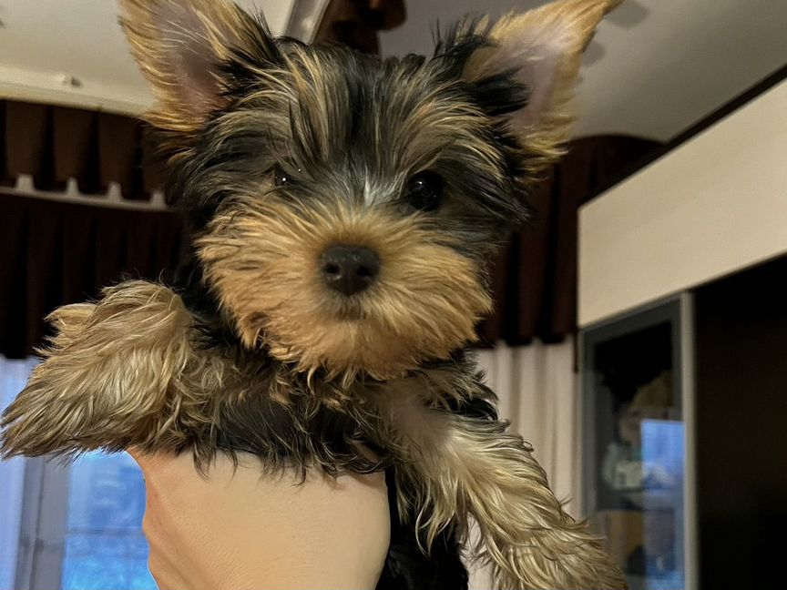 Йорк девочка мини