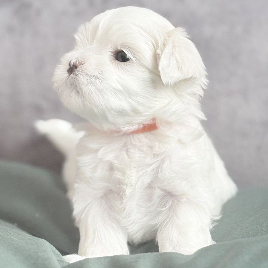 Мальтийская болонка, щенок