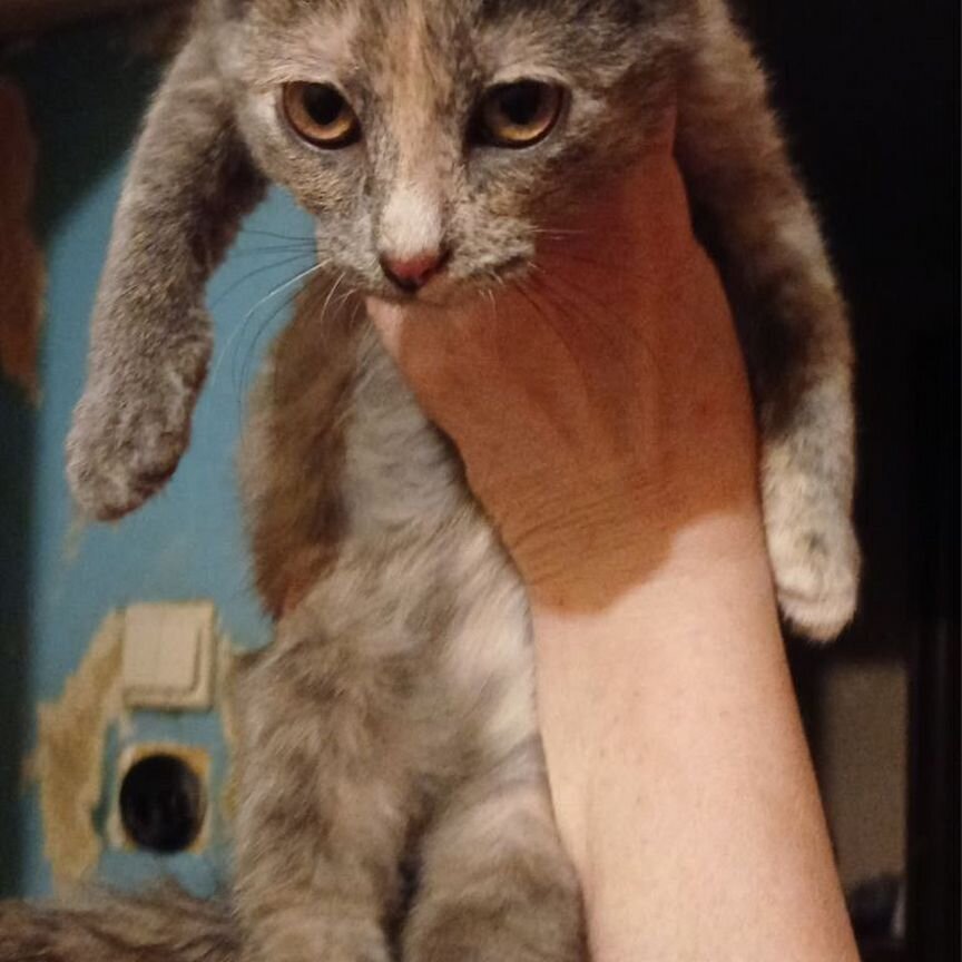 Котенок-подкидыш