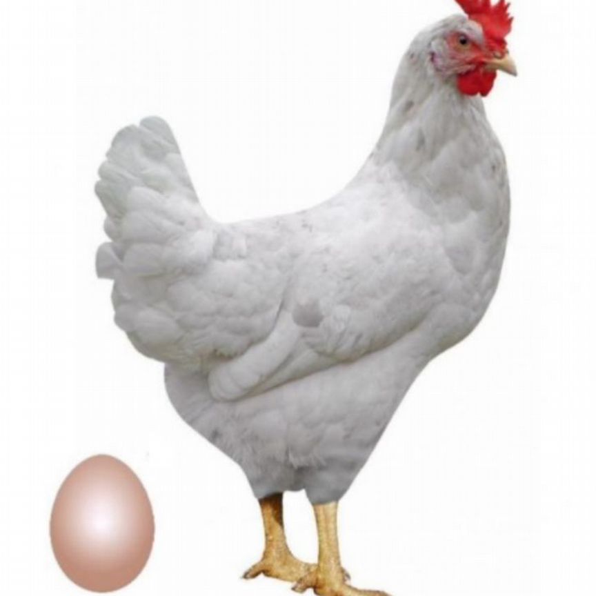 Доминант D723