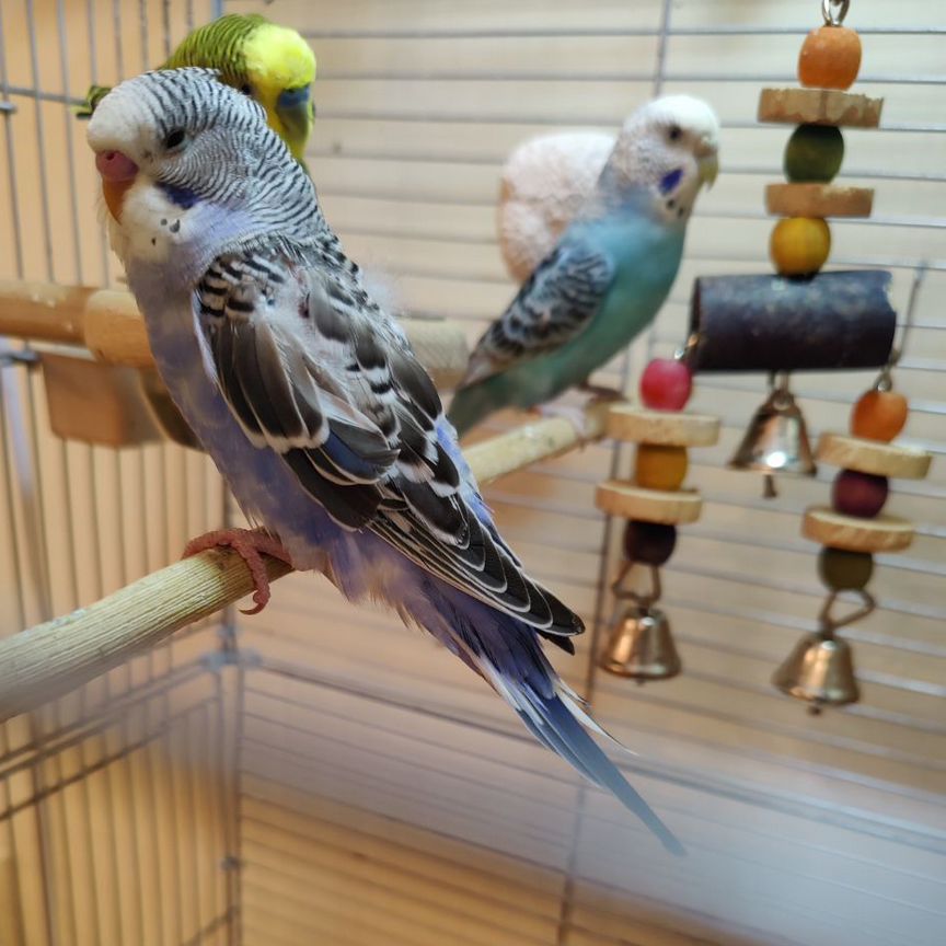 Птенцы волнистый попугай