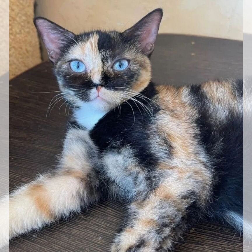 Канадский сфинкс, взрослая кошка