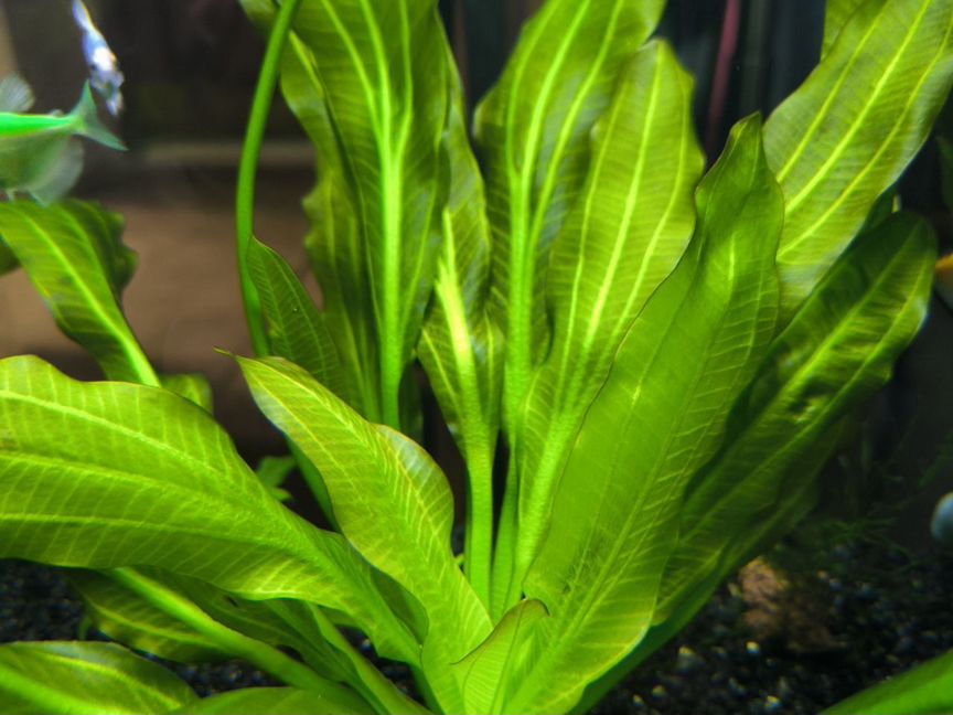 Эхинодорус Большой куст