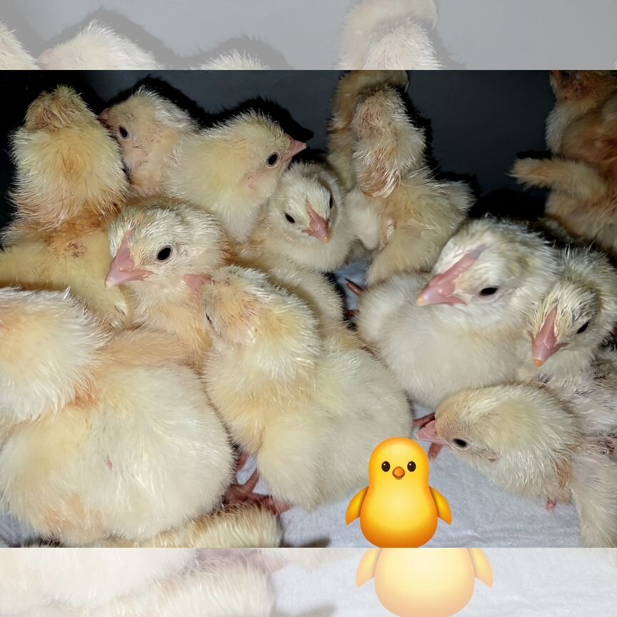 Цыплята бройлеры