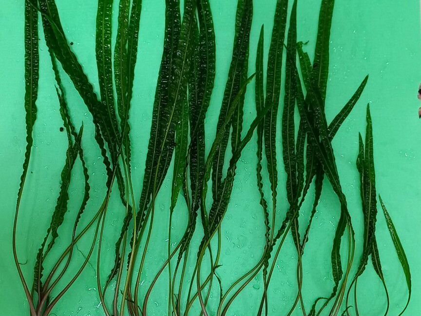 Криптокарина, роголистник, гигрофила