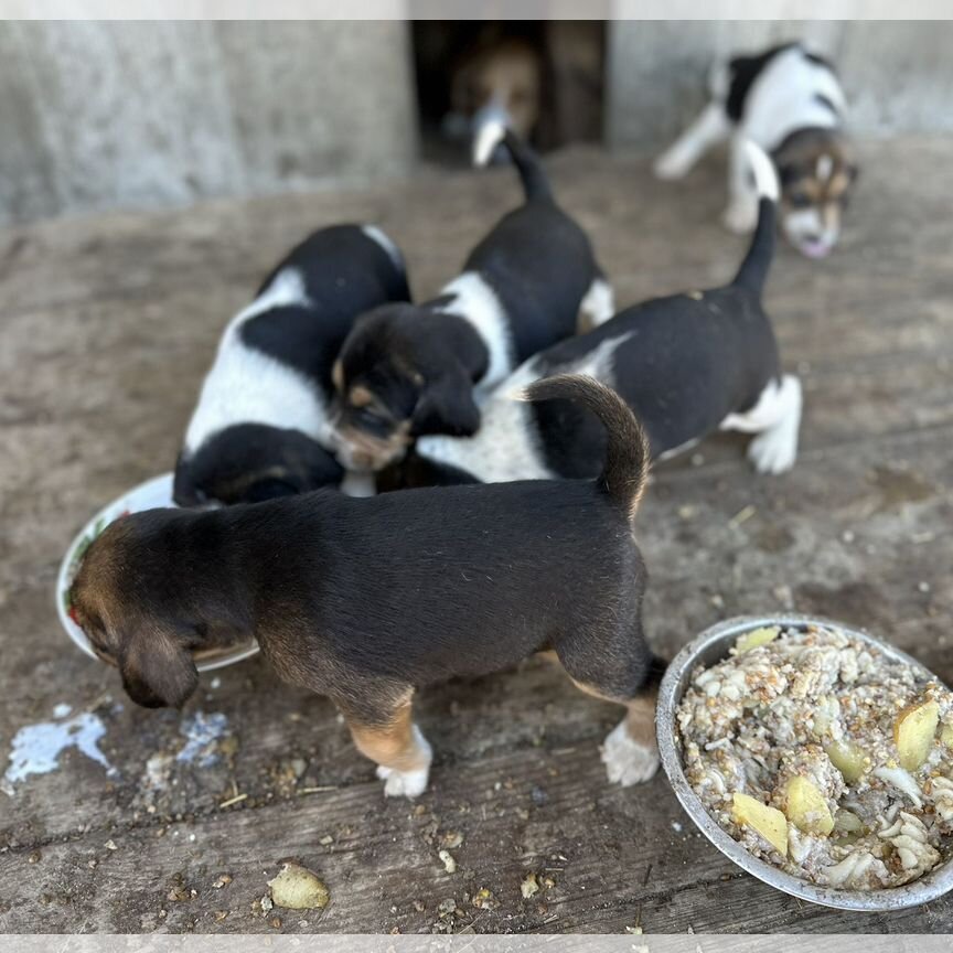 Эстонская гончая щенки