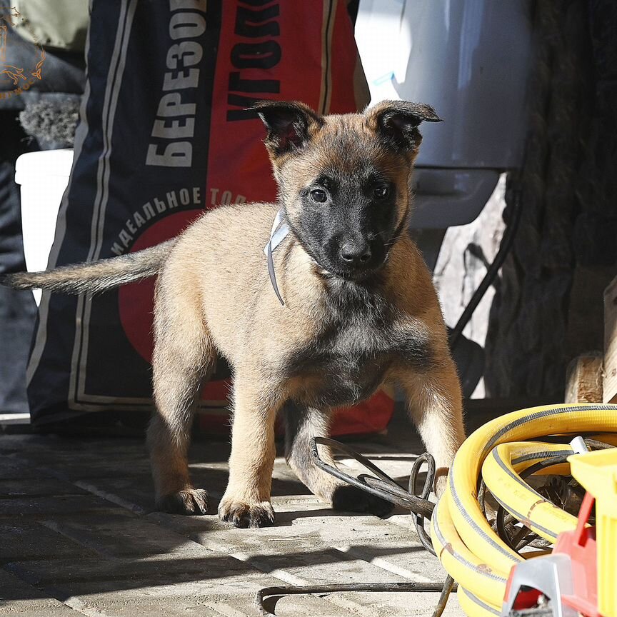 Мальчик малинуа рабочее разведение