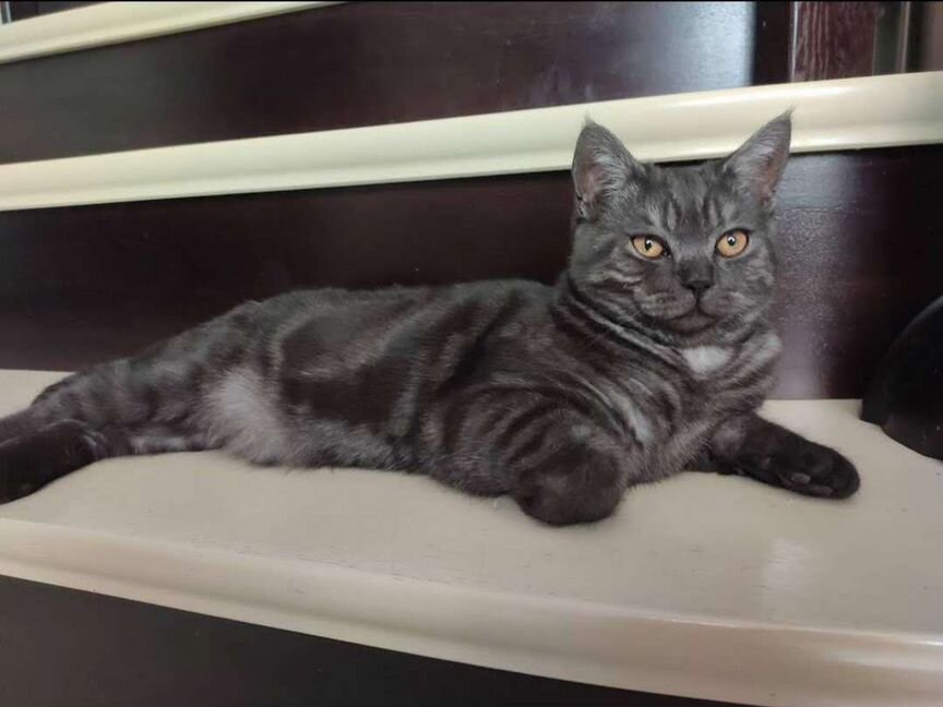 Шотландский кот вязка