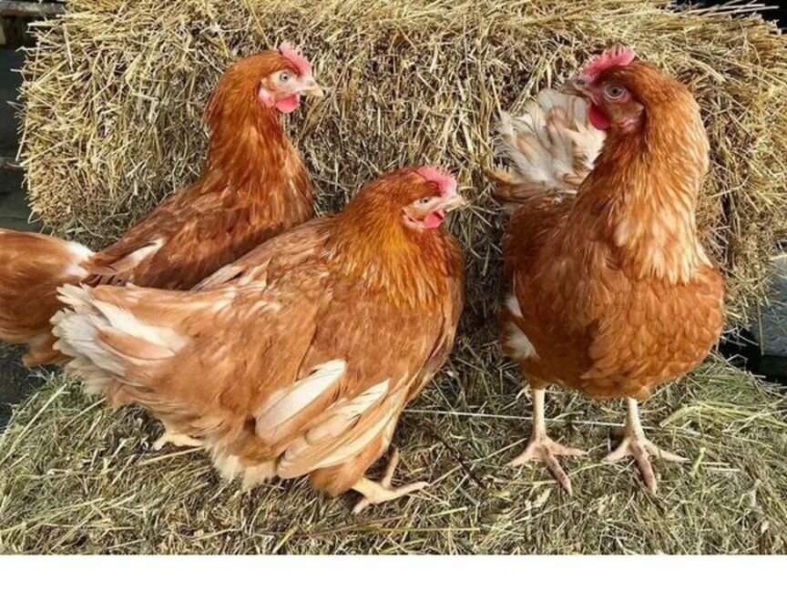 Домашние животные бесплатно куры