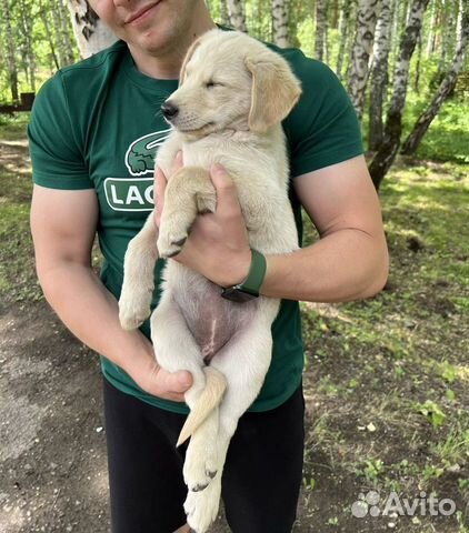 Щенок