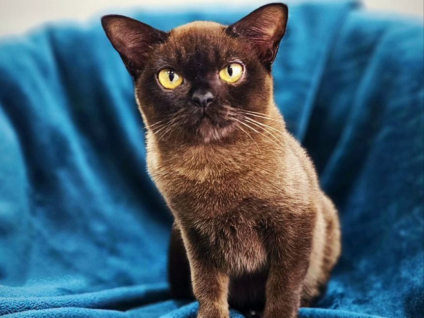 Бурманская красавица