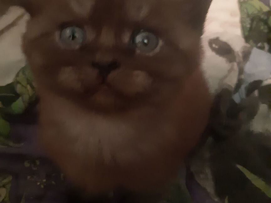 Британский котёнок оттенок шоколад