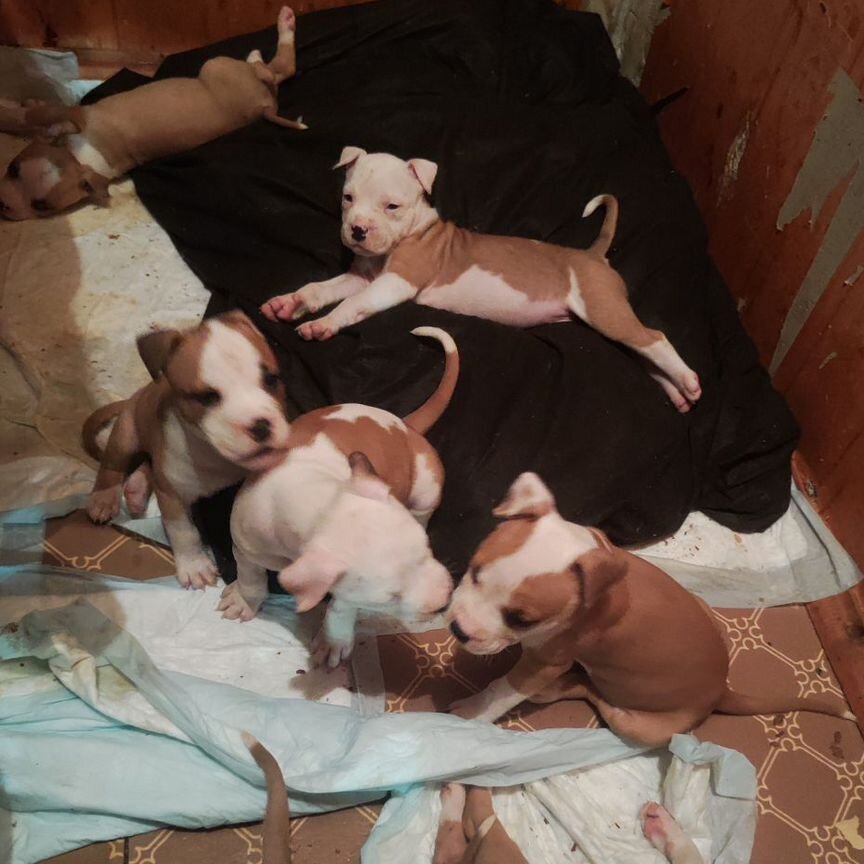 Американский стаффордширский терьер, щенок