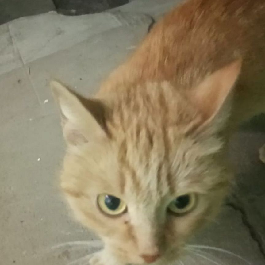 Найден котик
