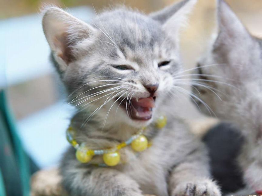 Котята 3 девочки в добрые руки и мама