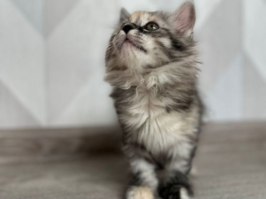 Курильский бобтейл