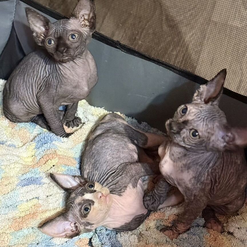 Донской сфинкс котёнок
