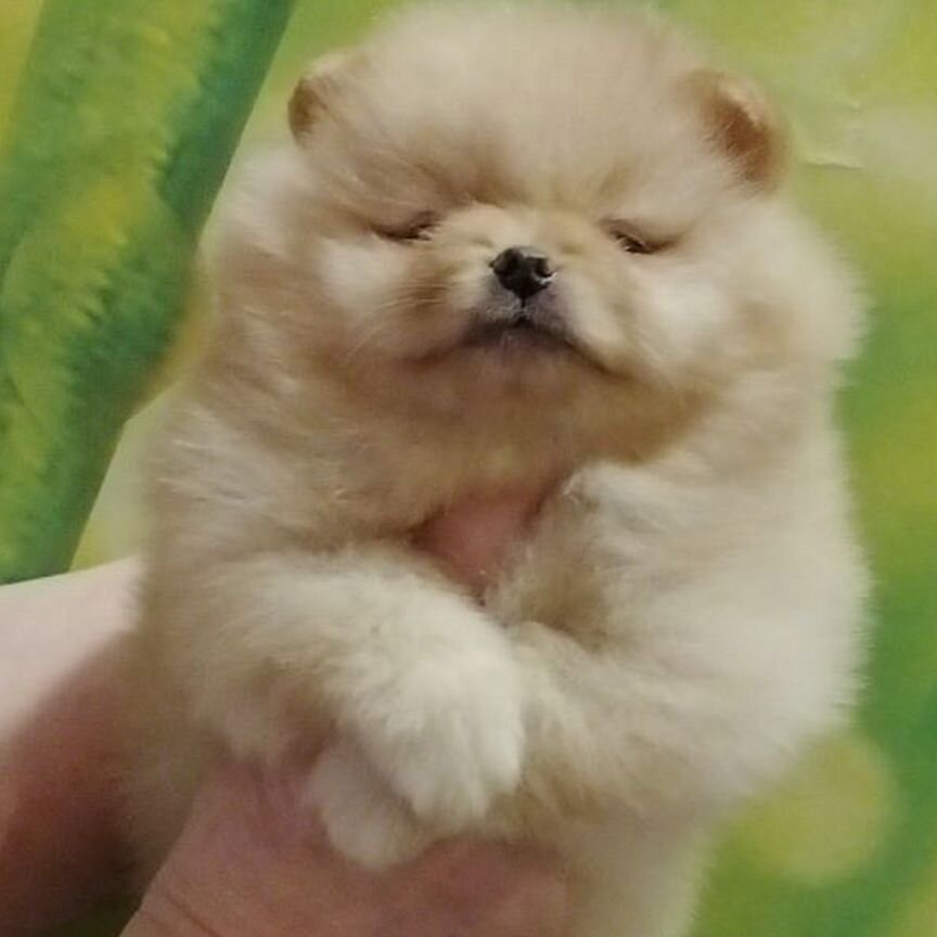 Померанский шпиц, щенок