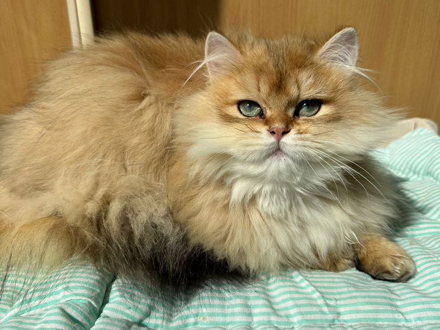 Британский котик