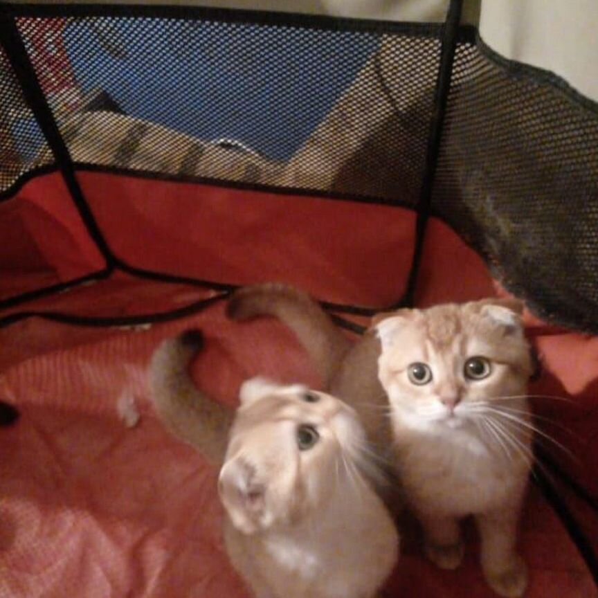 Шатланские вислоухие котята