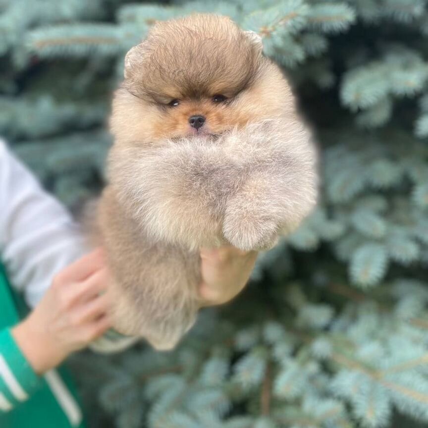 Померанский шпиц медвежьего типа