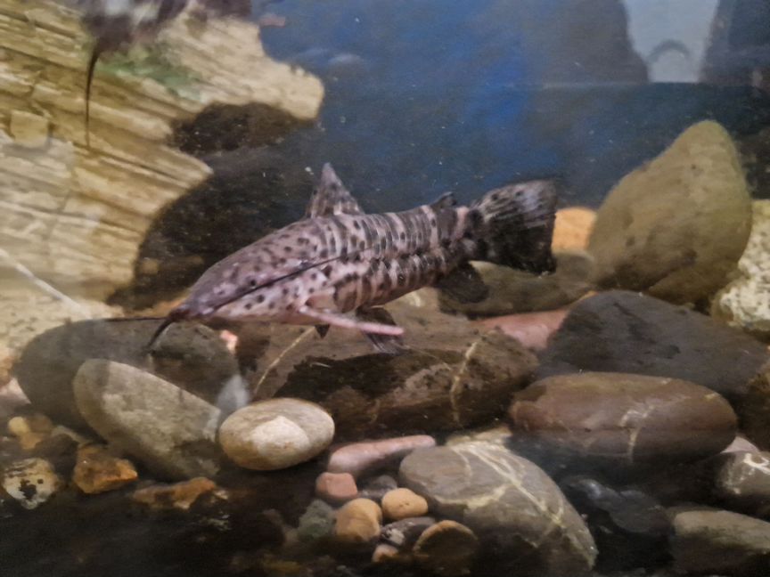 Сом таракатум