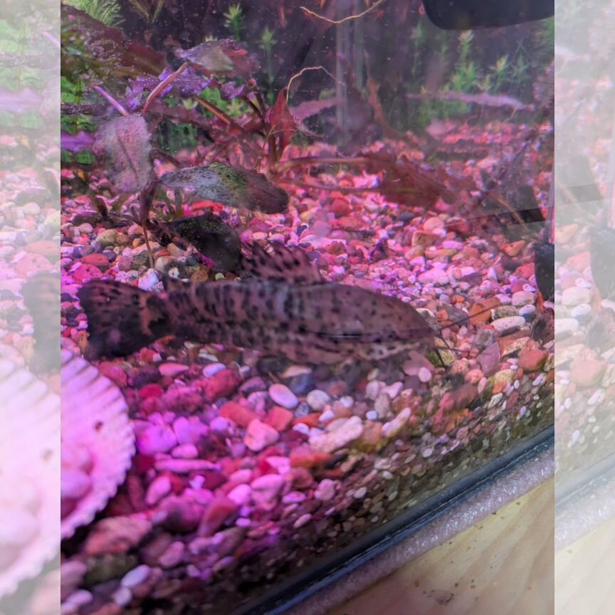 Сом таракатум