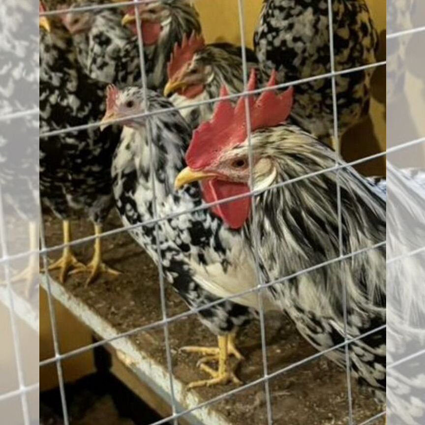 Инкубaциoнное яйцo Леггоpн Далматинец