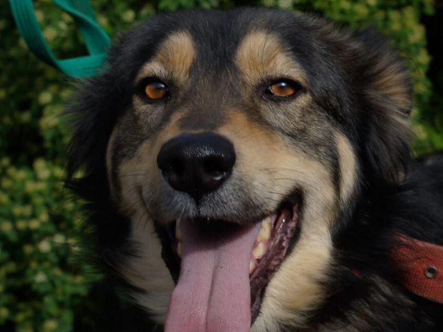 Собака в добрые руки