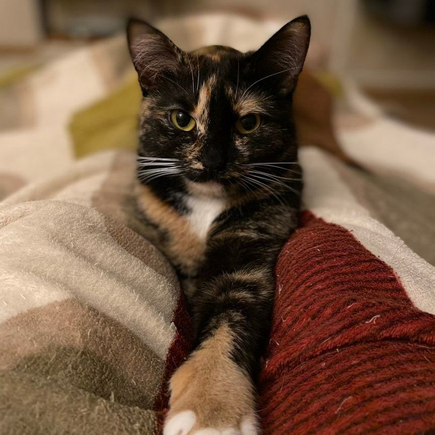 Кошечка трехцветка в добрые руки