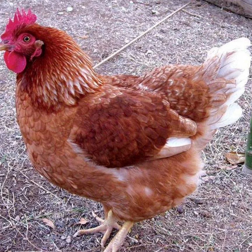 Куры несушки с доставкой