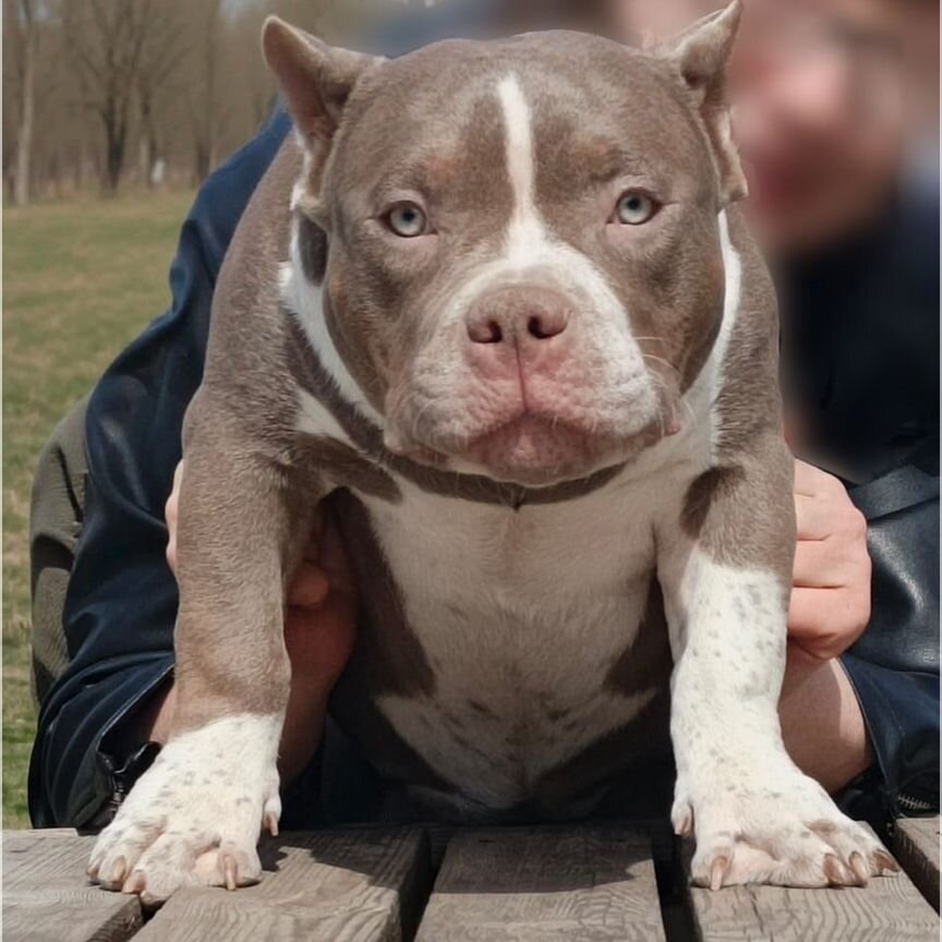 Американский булли, щенок