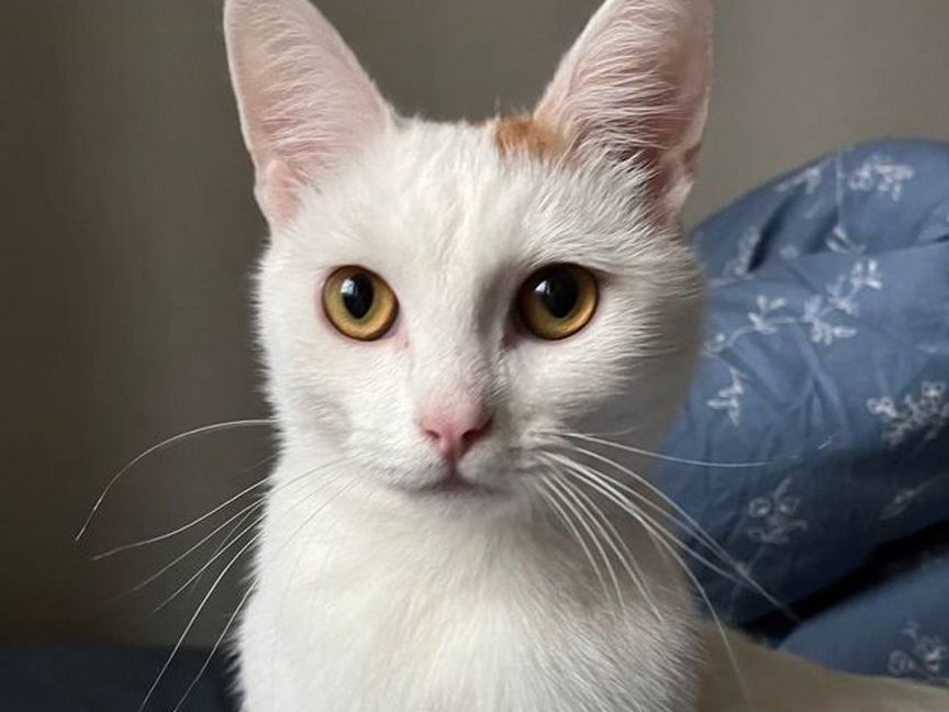 Трогательный и нежный котик