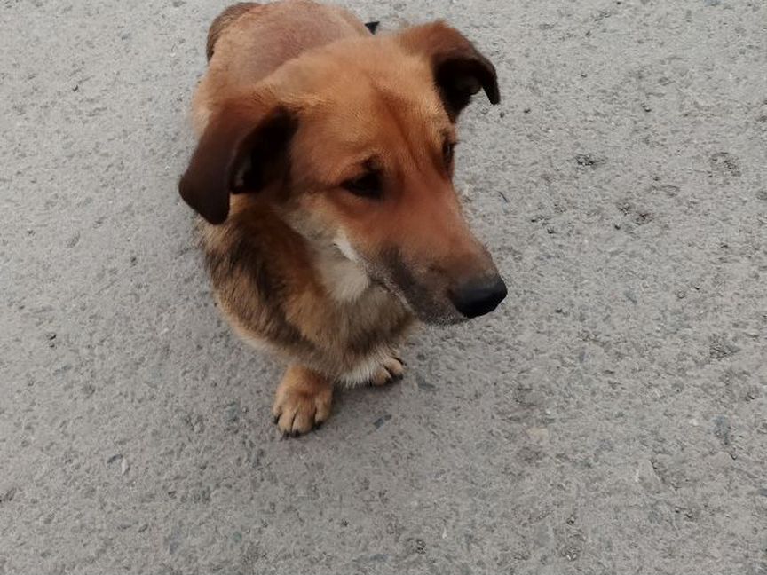 Очень нужен хозяин