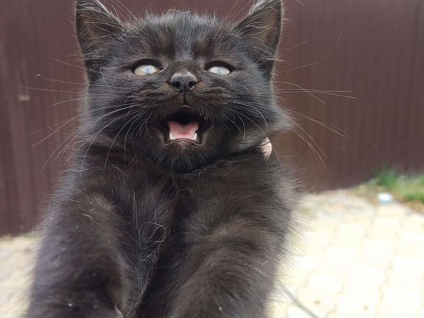 Котенок