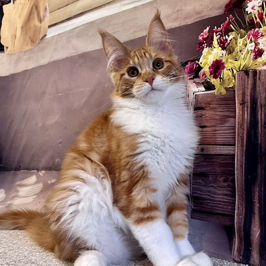 Котик мейн кун