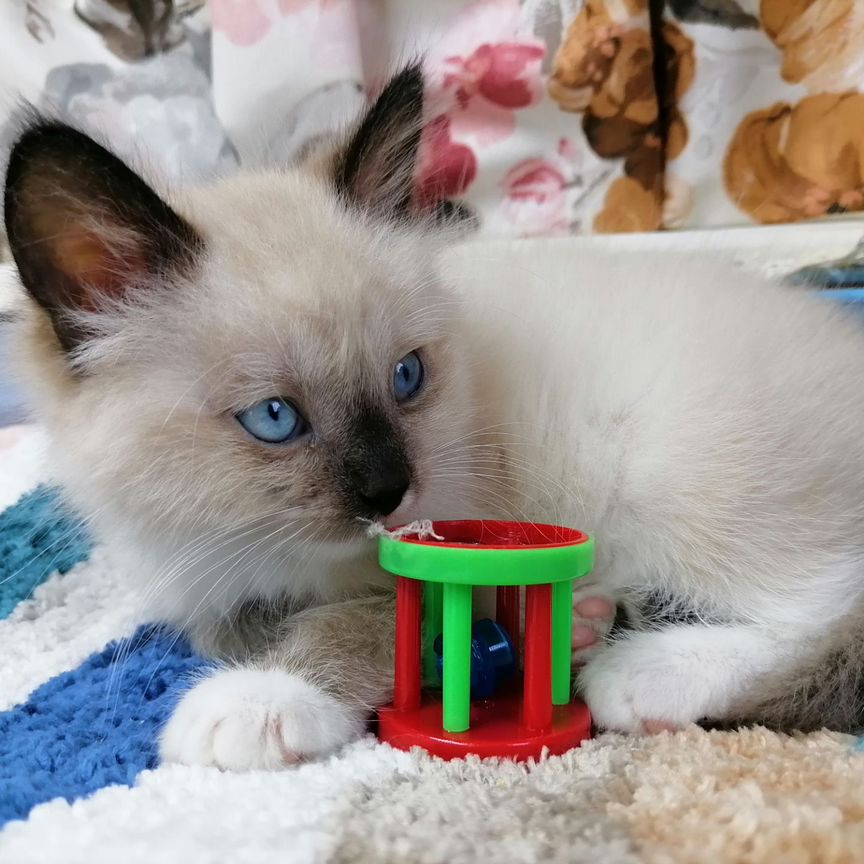 Друг для Вашей семьи