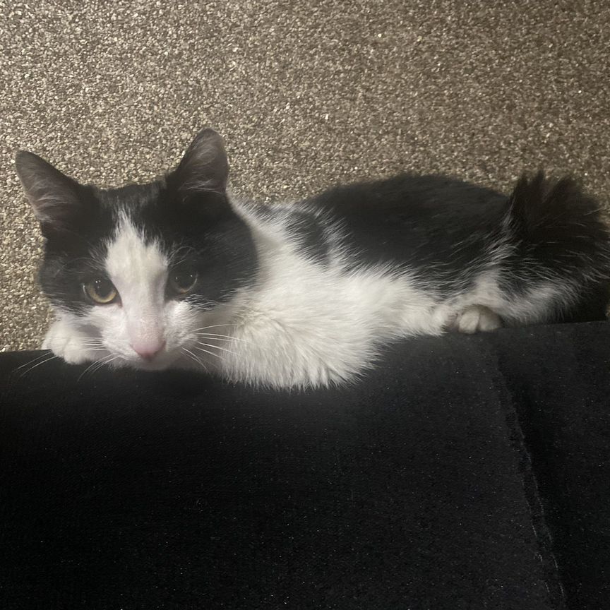 Котенок котик 4 мес милаш
