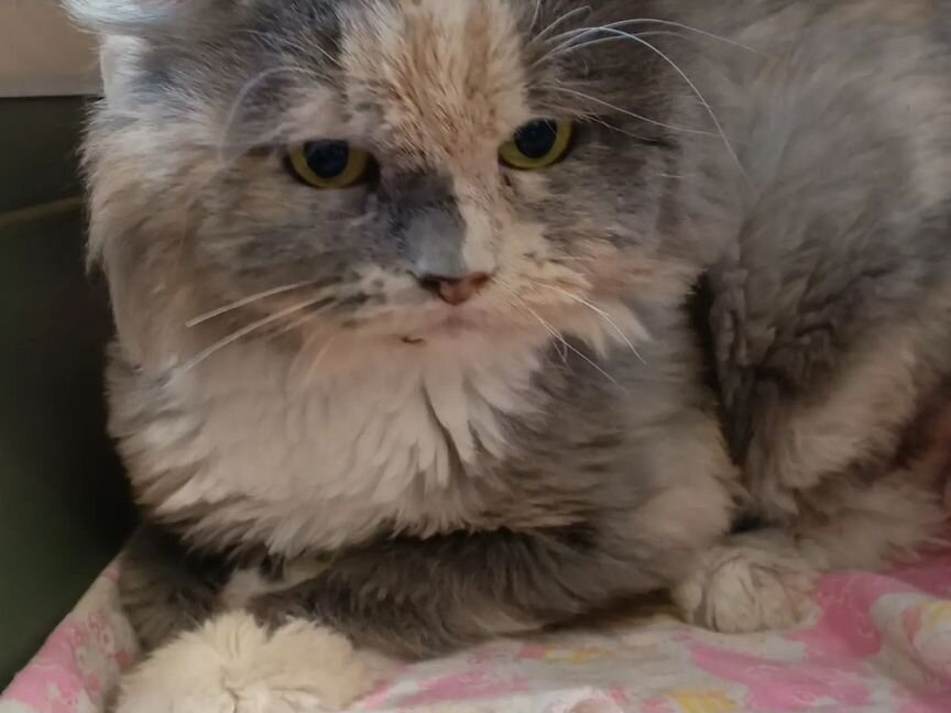 Кошка в дар. Оливия