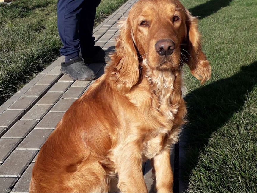 Вязка спаниель